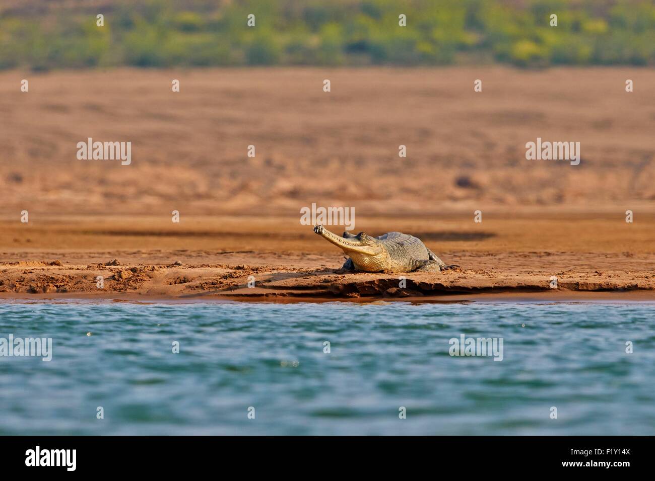 India, Uttar Pradesh state, Chambal river, Gharial (Gavialis gangeticus ...