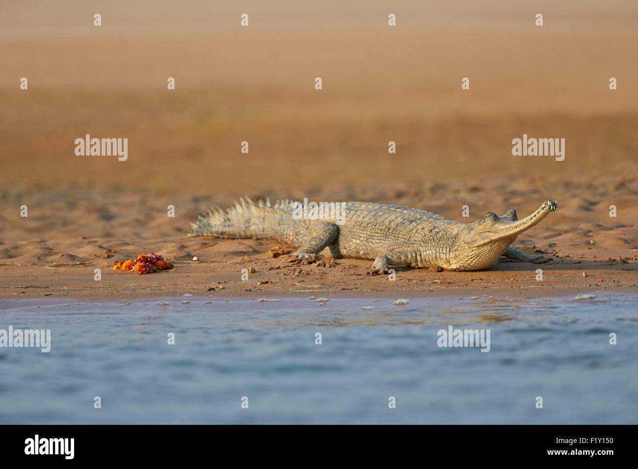 India, Uttar Pradesh state, Chambal river, Gharial (Gavialis gangeticus ...