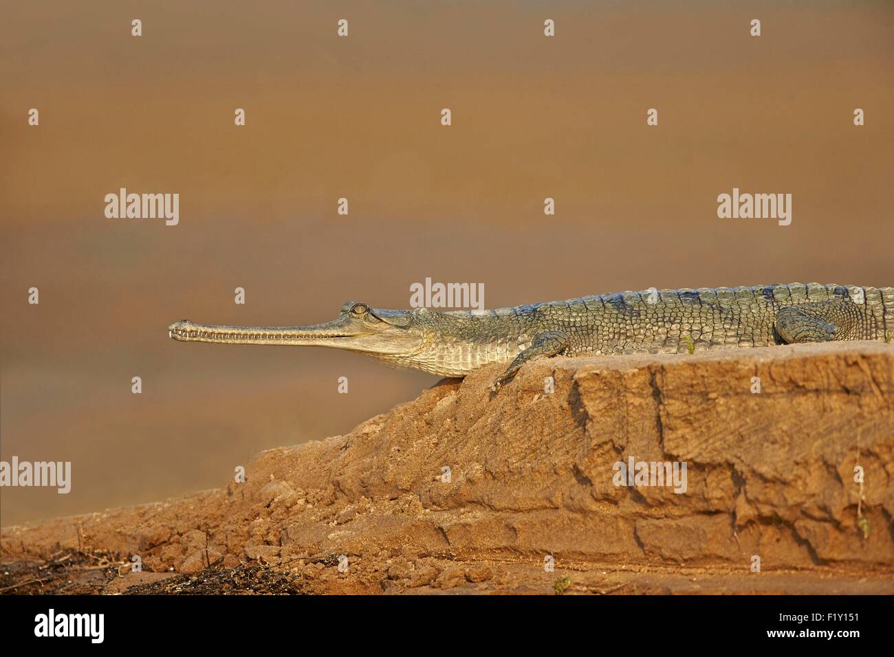 India, Uttar Pradesh state, Chambal river, Gharial (Gavialis gangeticus ...