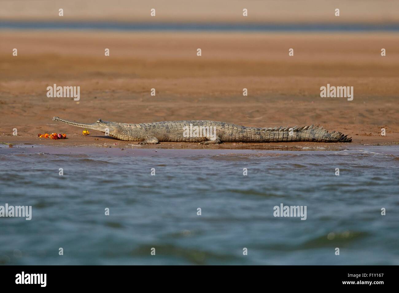 India, Uttar Pradesh state, Chambal river, Gharial (Gavialis gangeticus ...