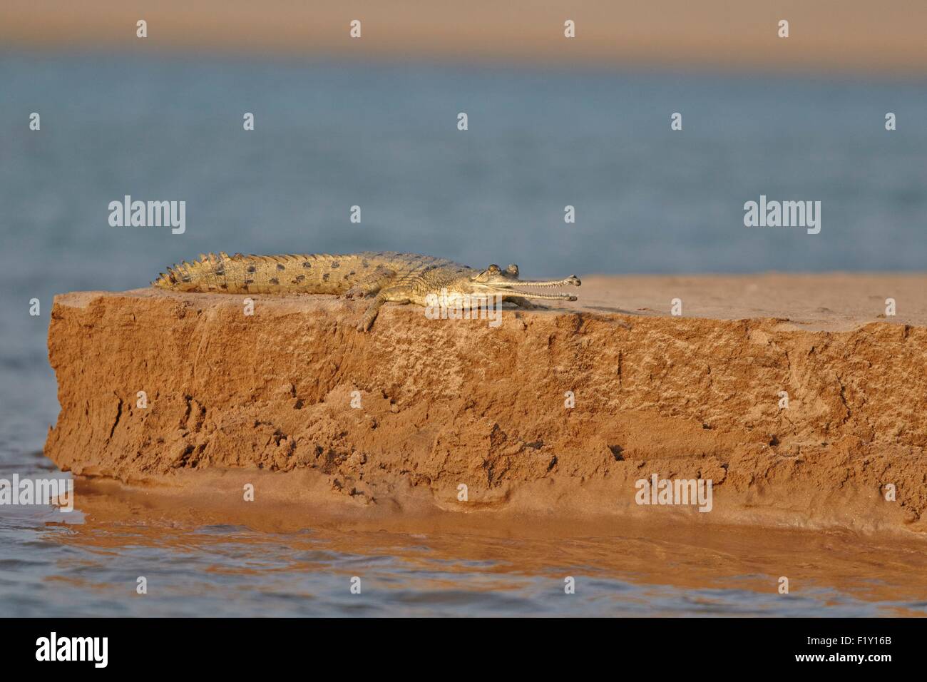 India, Uttar Pradesh state, Chambal river, Gharial (Gavialis gangeticus ...