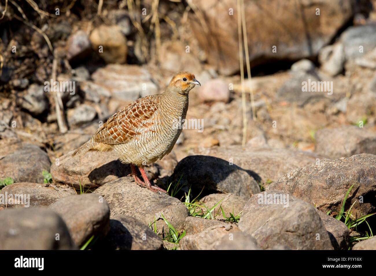 India, Rajasthan state, Ranthambore National Park, Grey Partridge ...