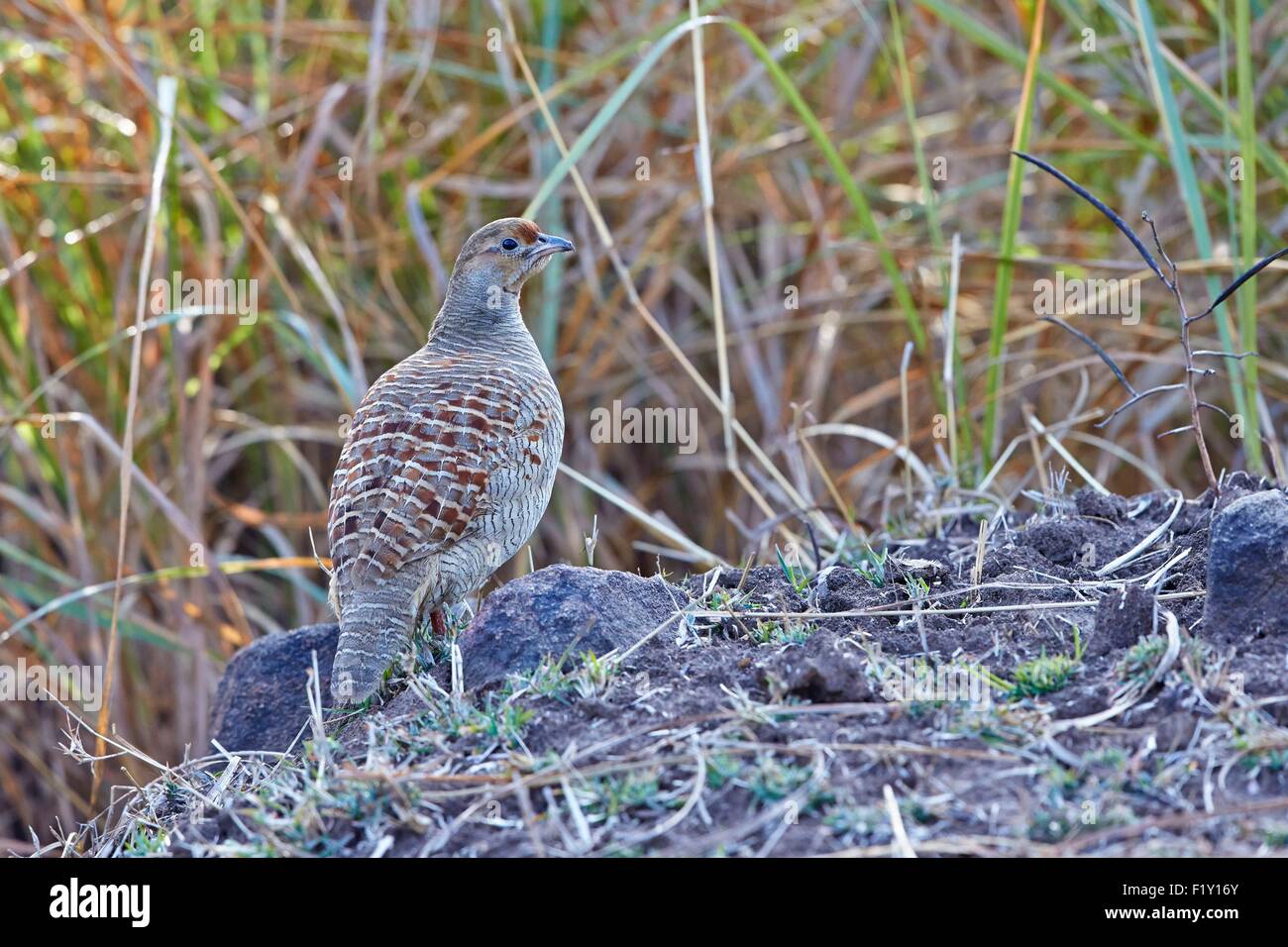 India, Rajasthan state, Ranthambore National Park, Grey Partridge ...