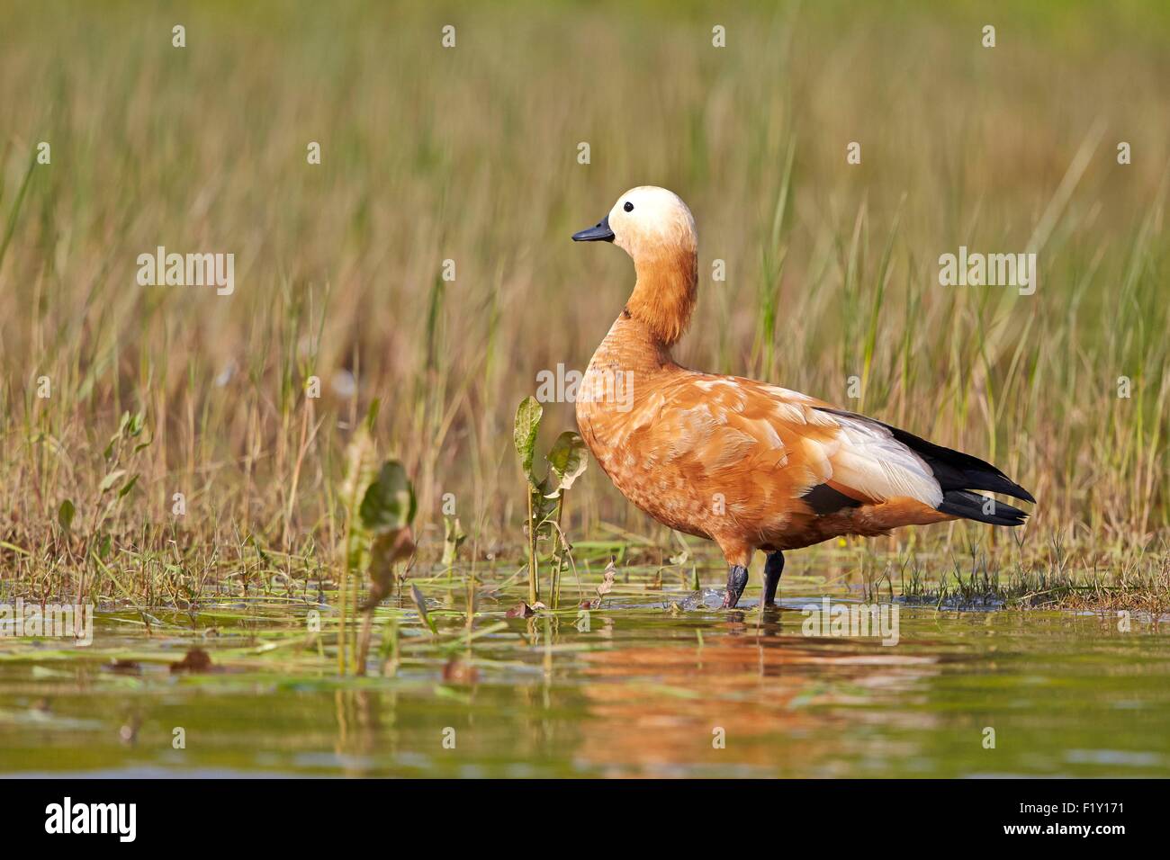 State bird of uttar pradesh hi-res stock photography and images - Alamy