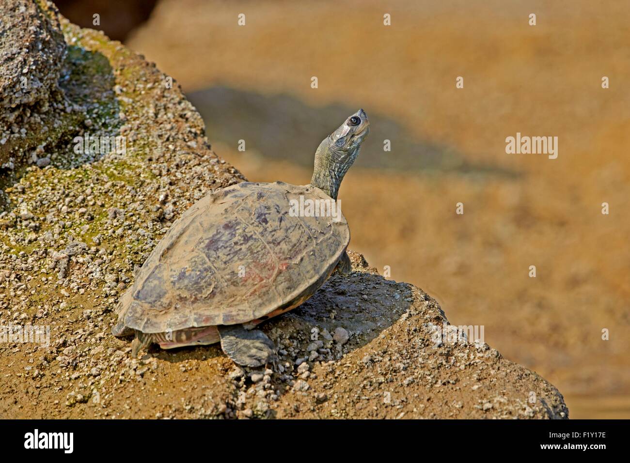 India, Uttar Pradesh state, Chambal river, Deccan sawback or Indian ...