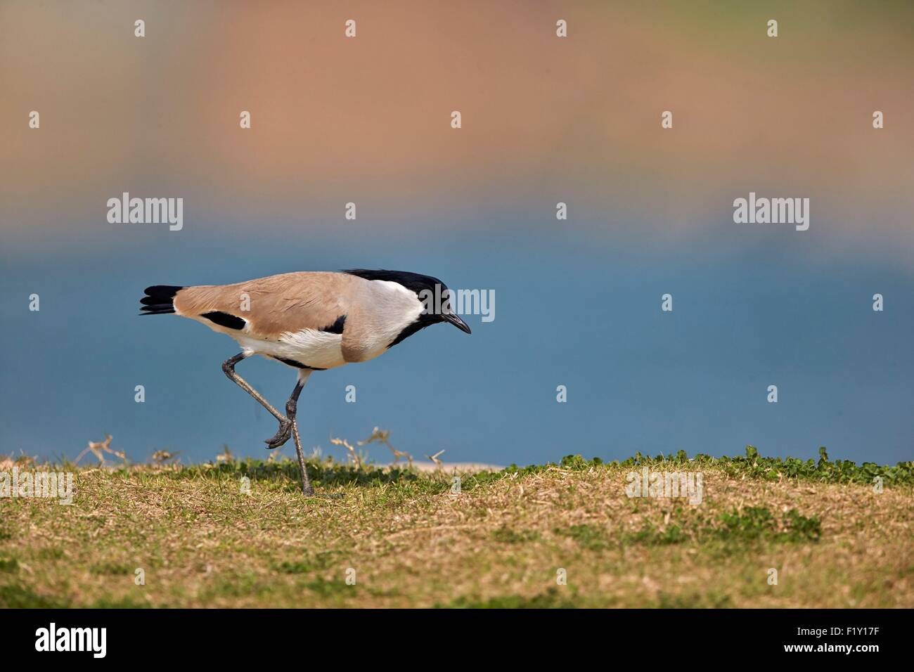 India, Uttar Pradesh state, Chambal river, River lapwing (Vanellus ...