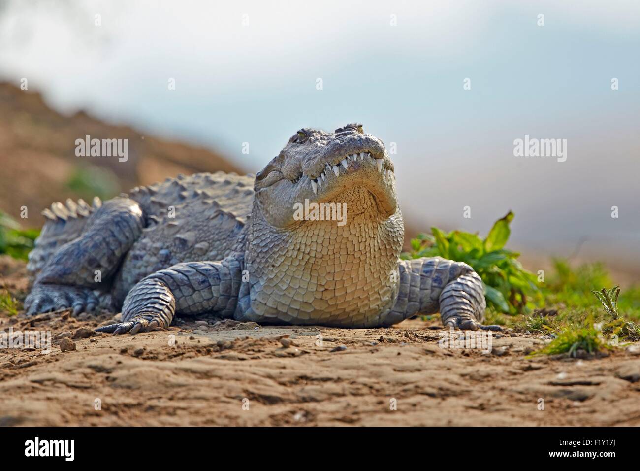 India, Uttar Pradesh state, Chambal river, Mugger Crocodile or Indian ...