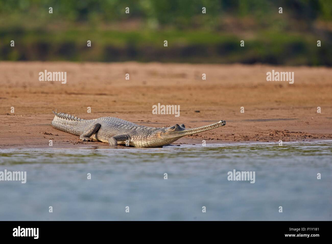 India, Uttar Pradesh state, Chambal river, Gharial (Gavialis gangeticus ...