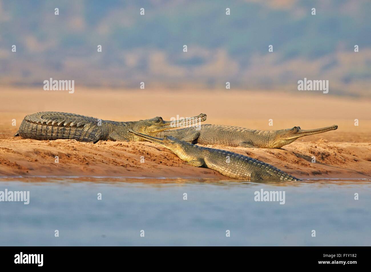 India, Uttar Pradesh state, Chambal river, Gharial (Gavialis gangeticus ...