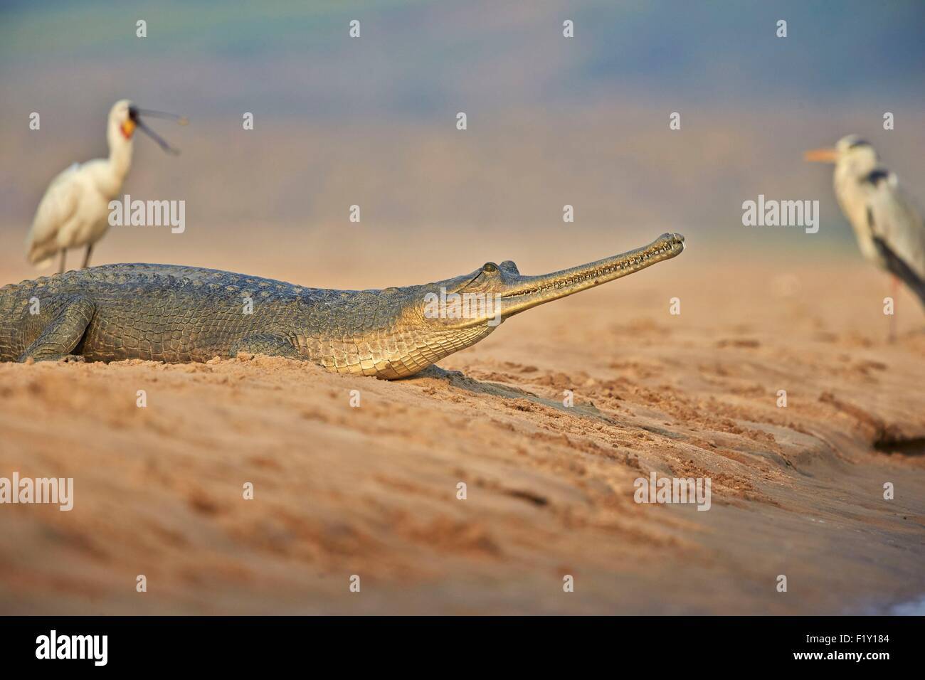 India, Uttar Pradesh state, Chambal river, Gharial (Gavialis gangeticus ...