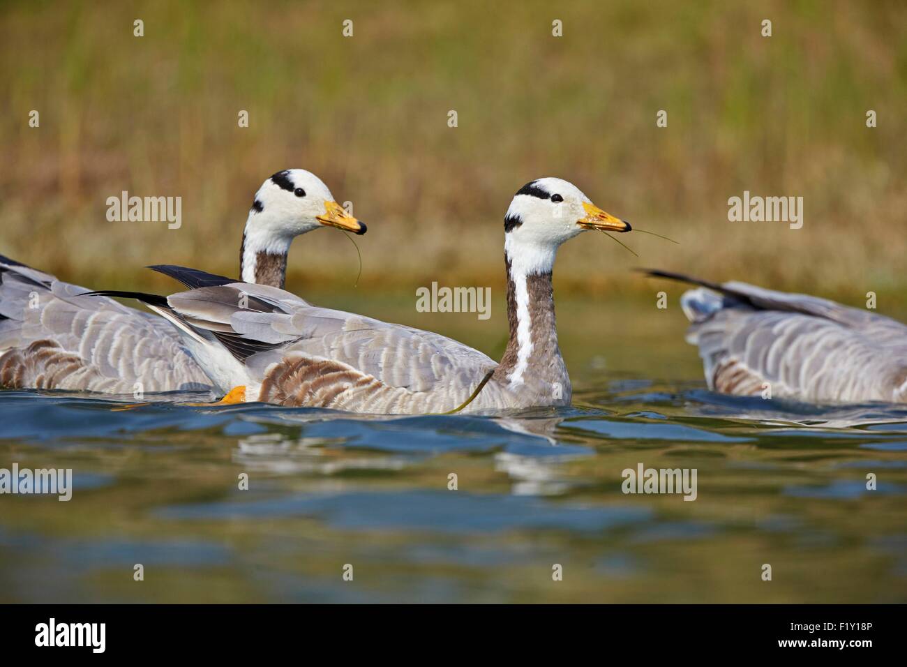 India, Uttar Pradesh state, Chambal river, Bar-headed goose (Anser ...
