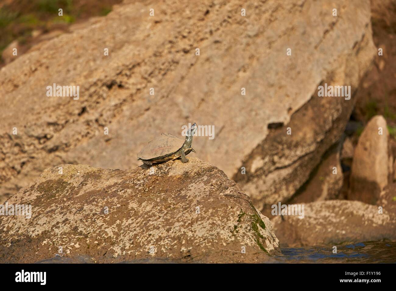India, Uttar Pradesh state, Chambal river, Deccan sawback or Indian ...