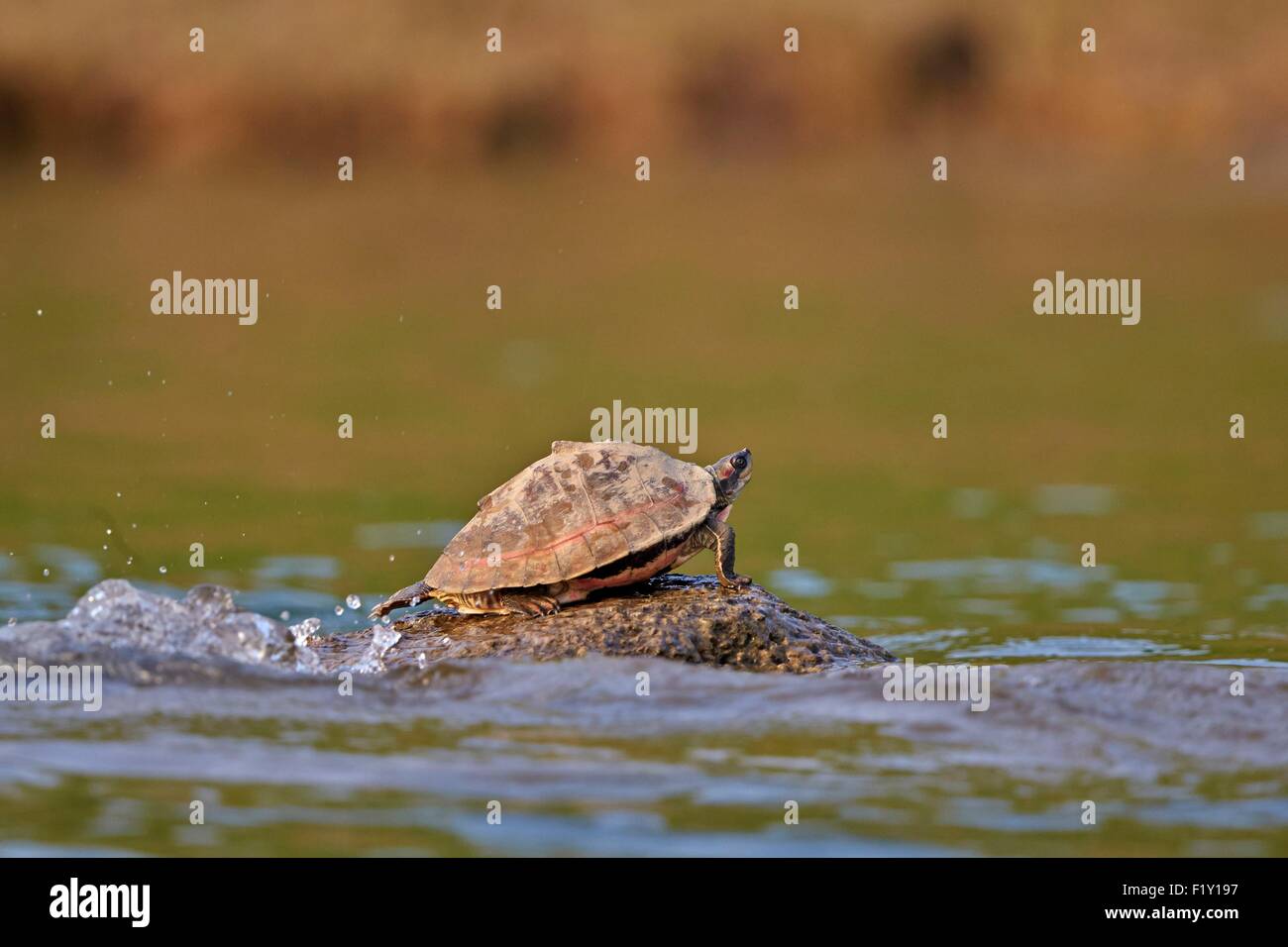 Deccan sawback or indian tent terrapin hi-res stock photography and ...
