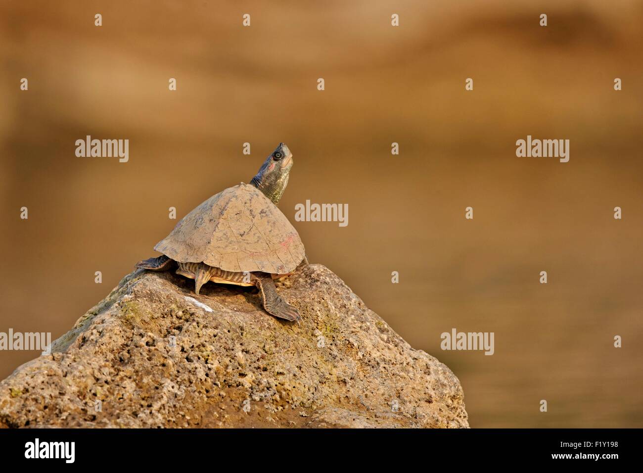 India, Uttar Pradesh state, Chambal river, Deccan sawback or Indian ...