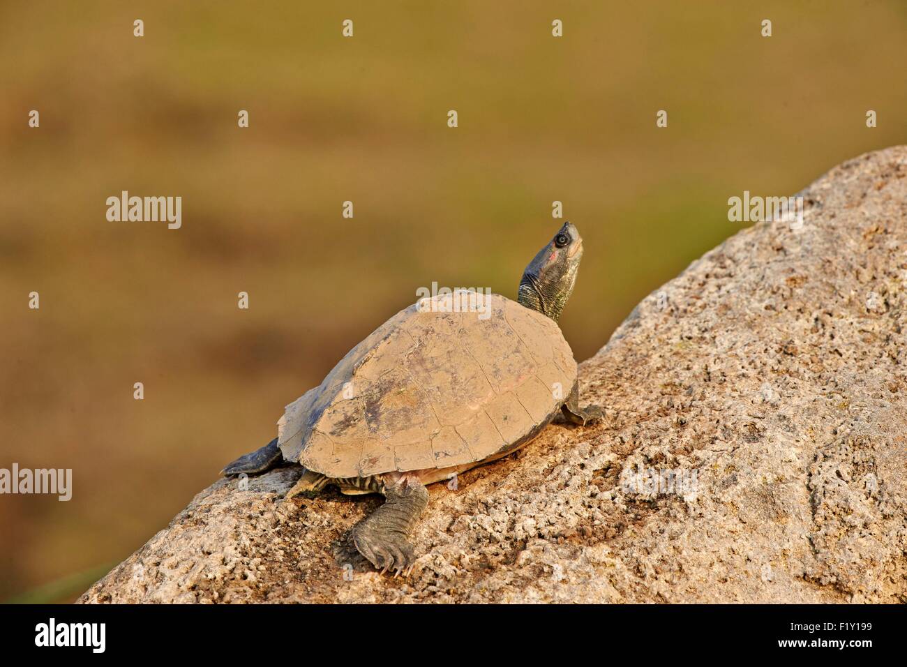 India, Uttar Pradesh state, Chambal river, Deccan sawback or Indian ...