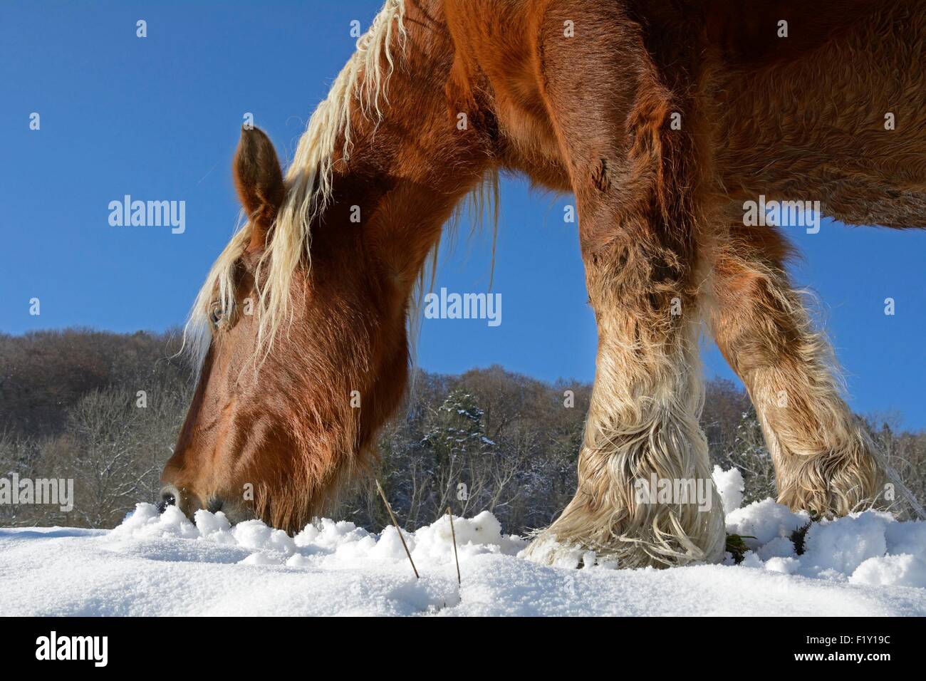 Comtois horse hi-res stock photography and images - Alamy