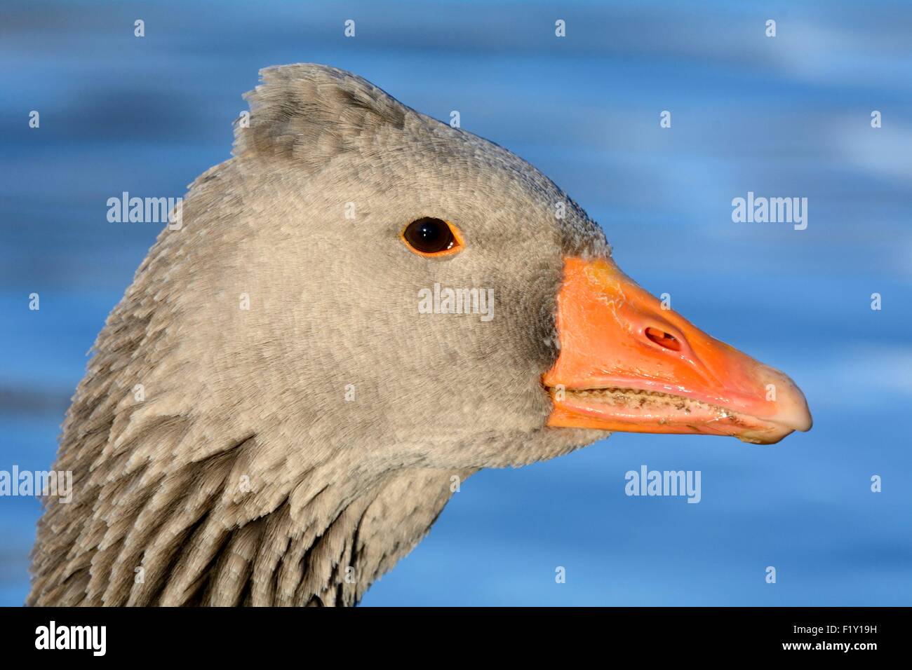 Grey goose portrait hi-res stock photography and images - Alamy