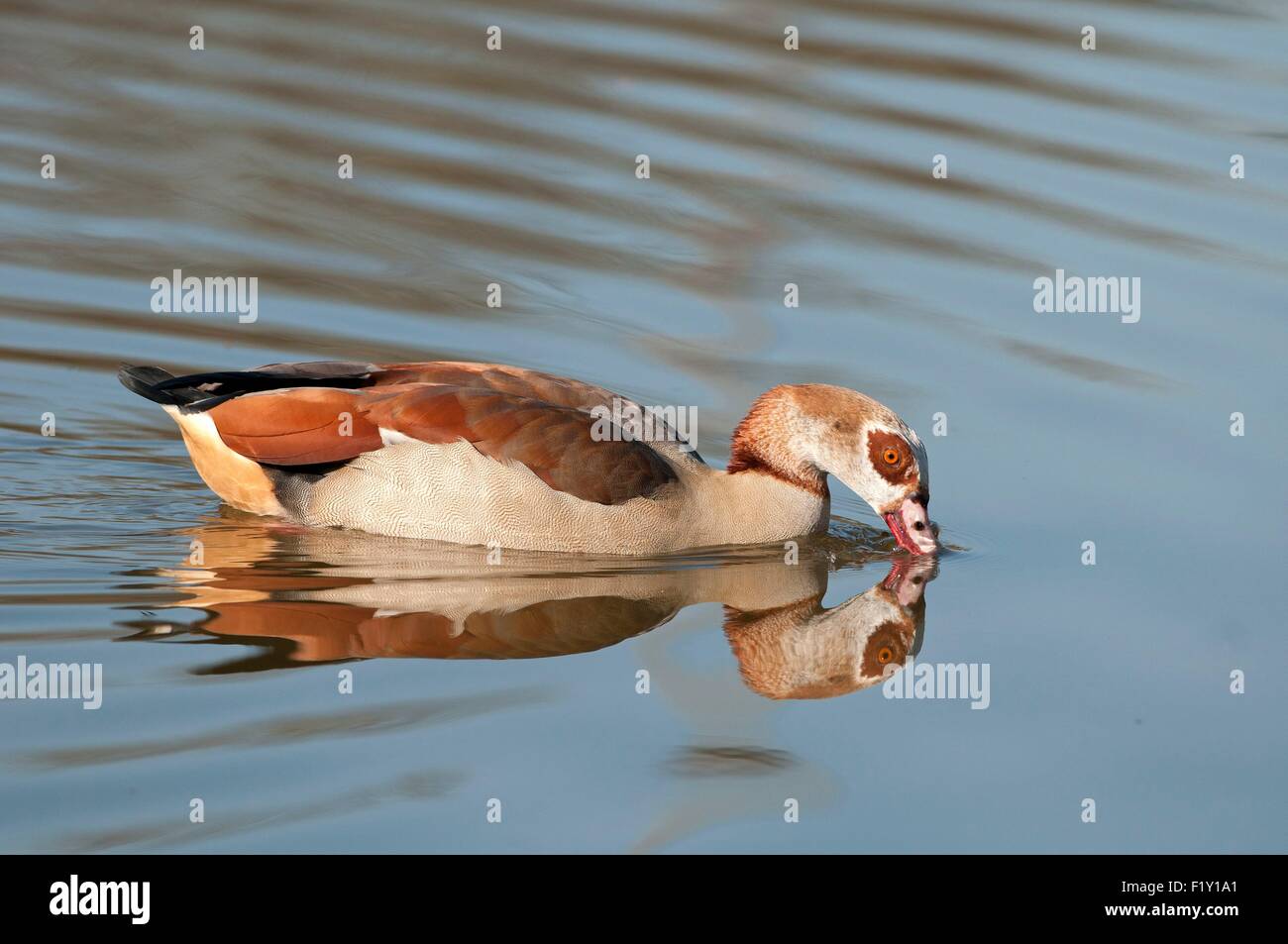 Egyptian Goose (Alopochen aegyptiaca Stock Photo - Alamy