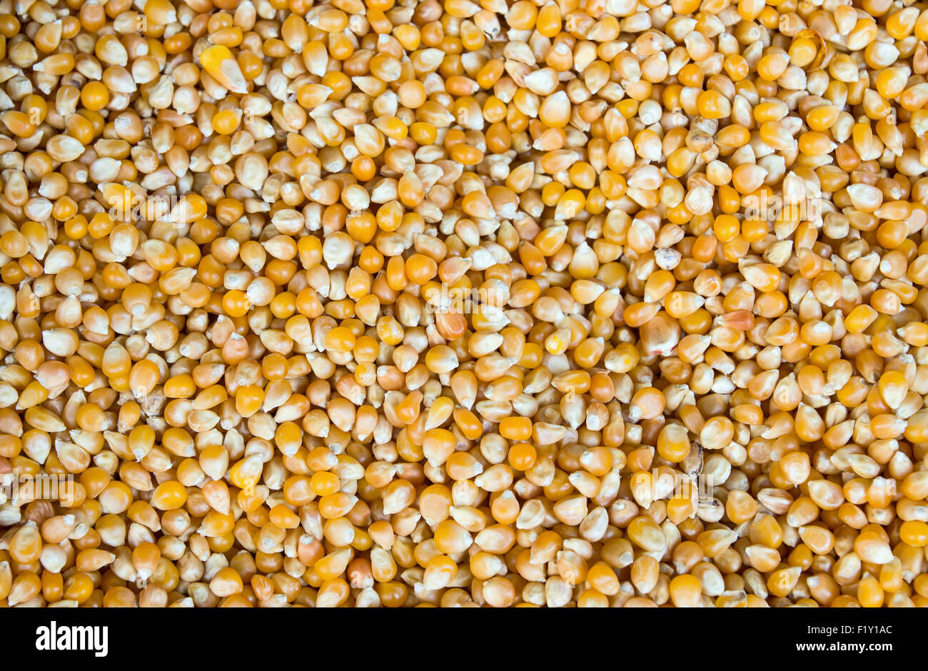 Background from grains of maize seen at a market Stock Photo - Alamy