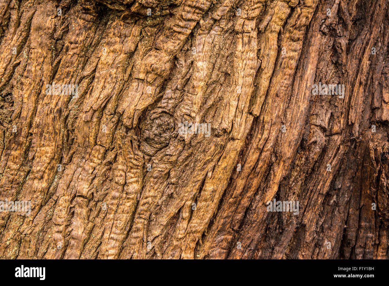 Old tree wood texture background Stock Photo - Alamy