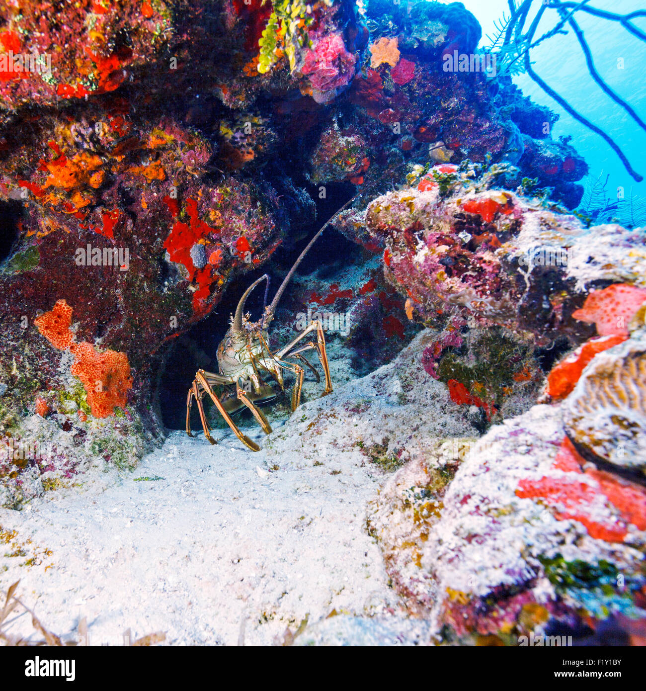Cuba lobster hi-res stock photography and images - Alamy