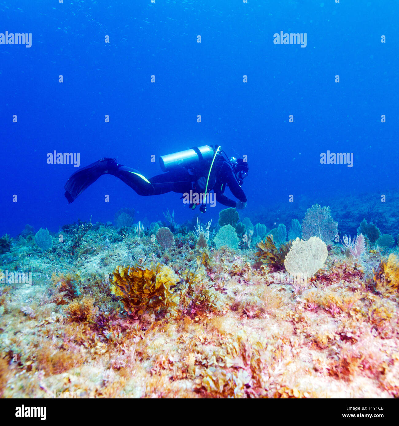 Young Man Scuba Diver between Water Surface and Sea Bottom Stock Photo ...