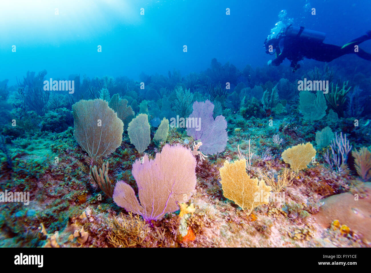 Young Man Scuba Diver between Water Surface and Sea Bottom Stock Photo ...