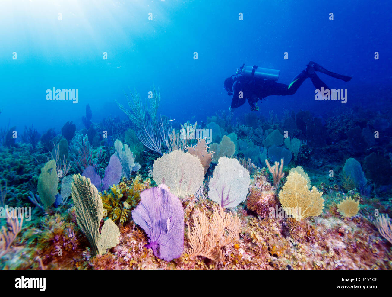 Young Man Scuba Diver between Water Surface and Sea Bottom Stock Photo ...