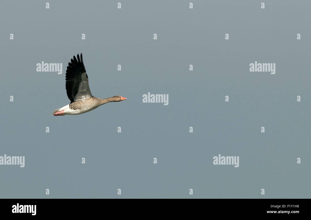 Grey goose in flight hi-res stock photography and images - Alamy