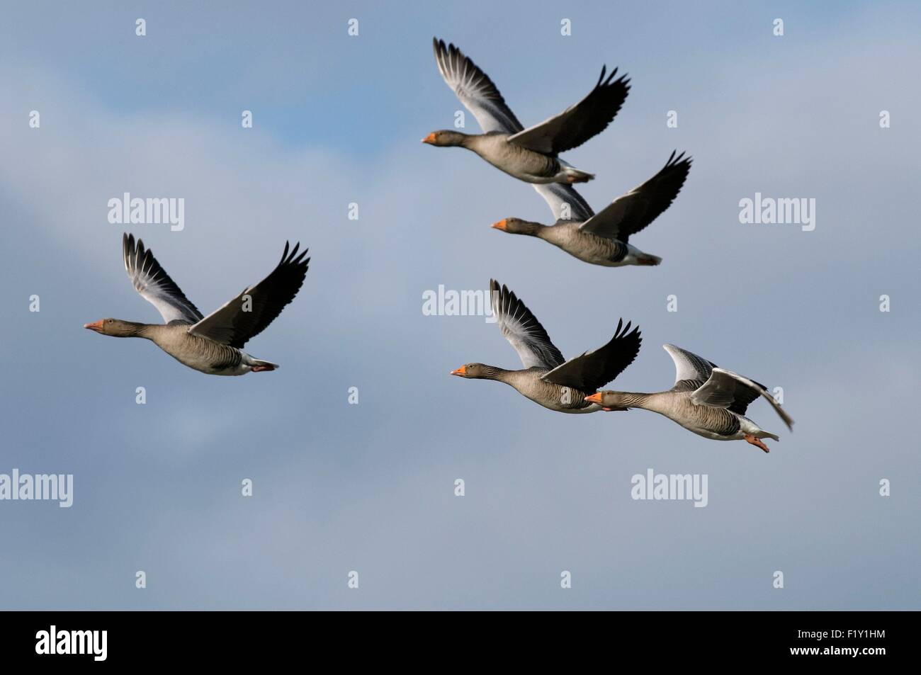 Grey goose in flight hi-res stock photography and images - Alamy