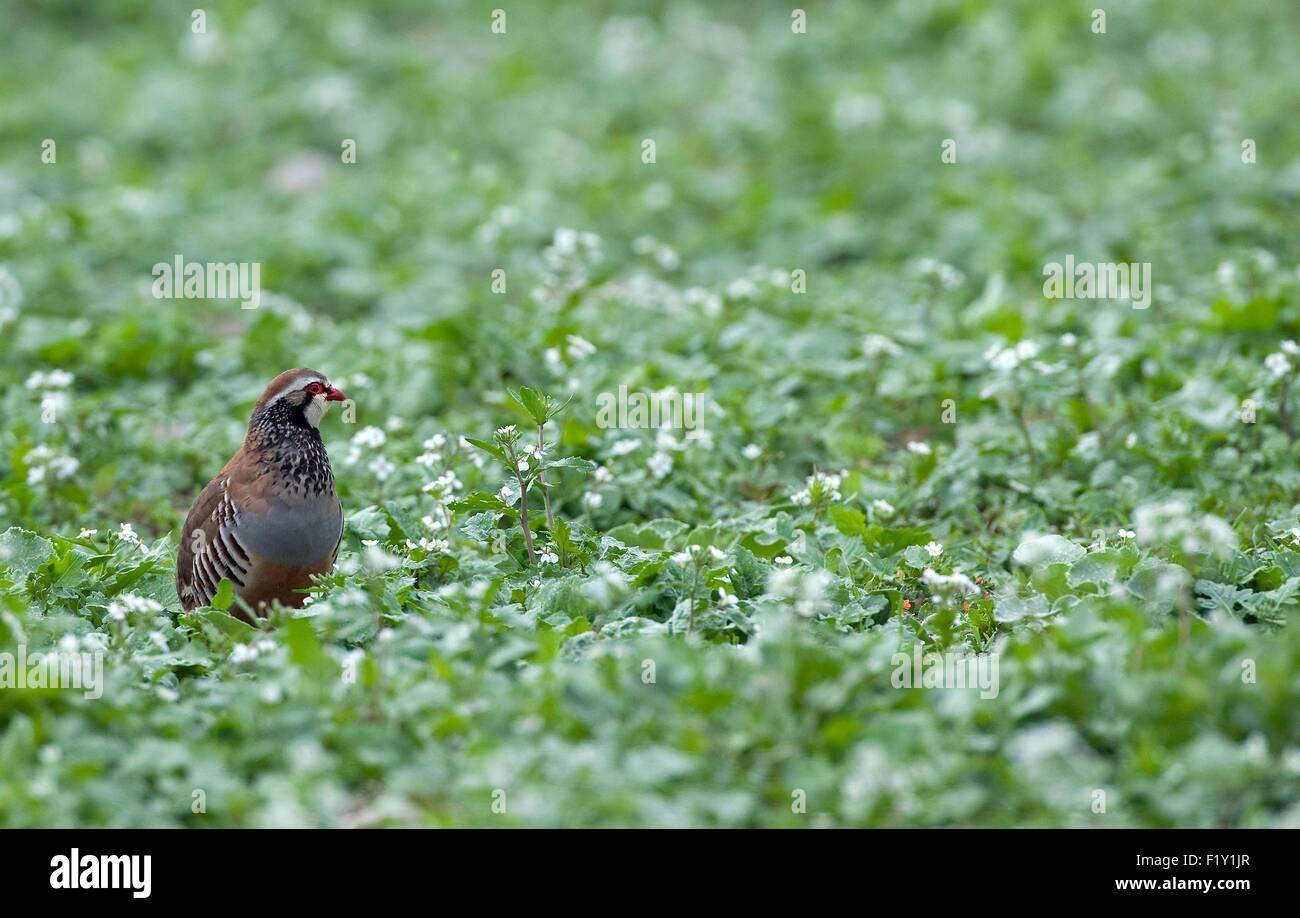 Red Partridge High Resolution Stock Photography and Images - Alamy