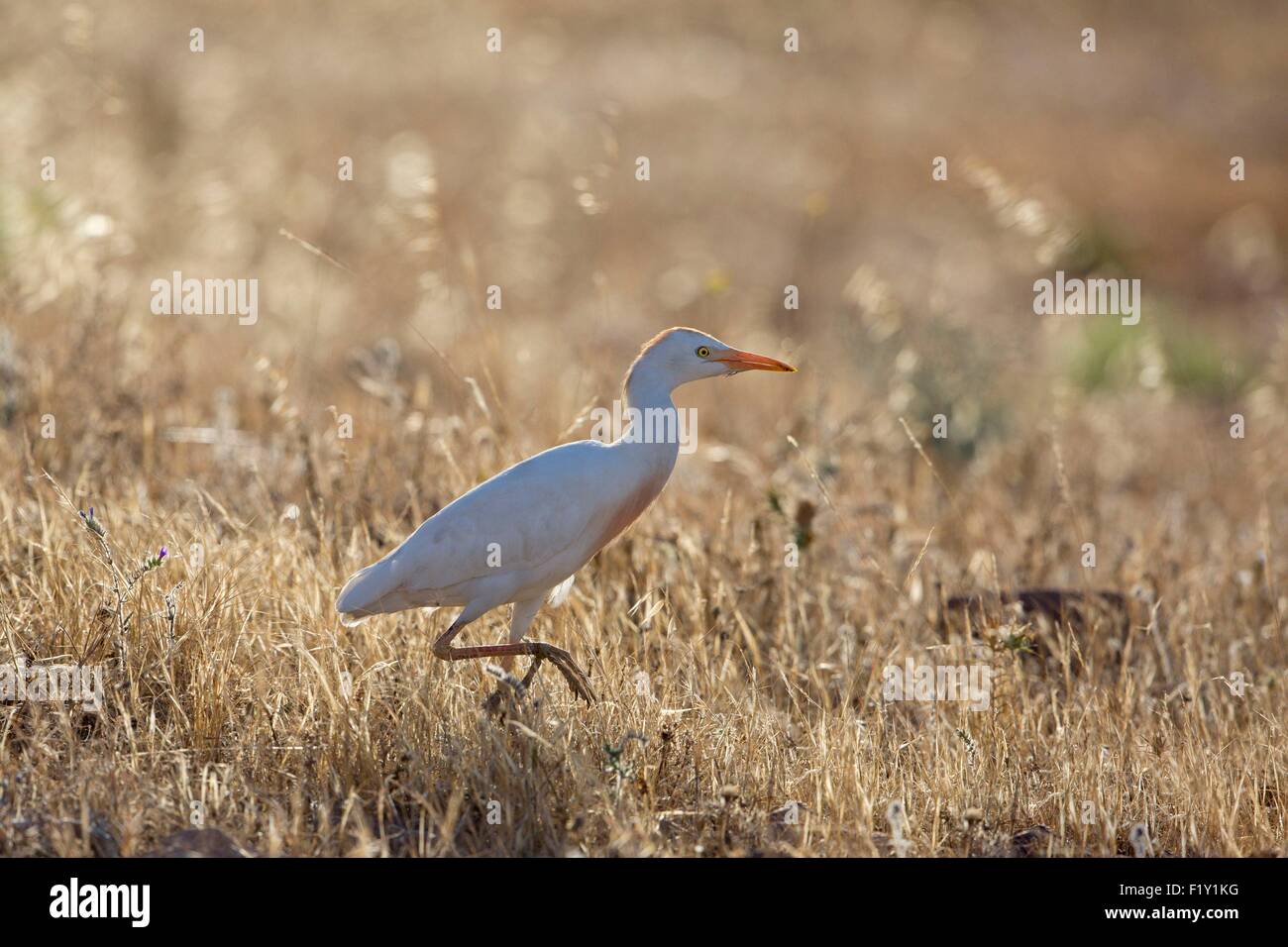 Morocco, Nador Lagoon, Western Cattle Egret (Bubulcus ibis Stock Photo ...