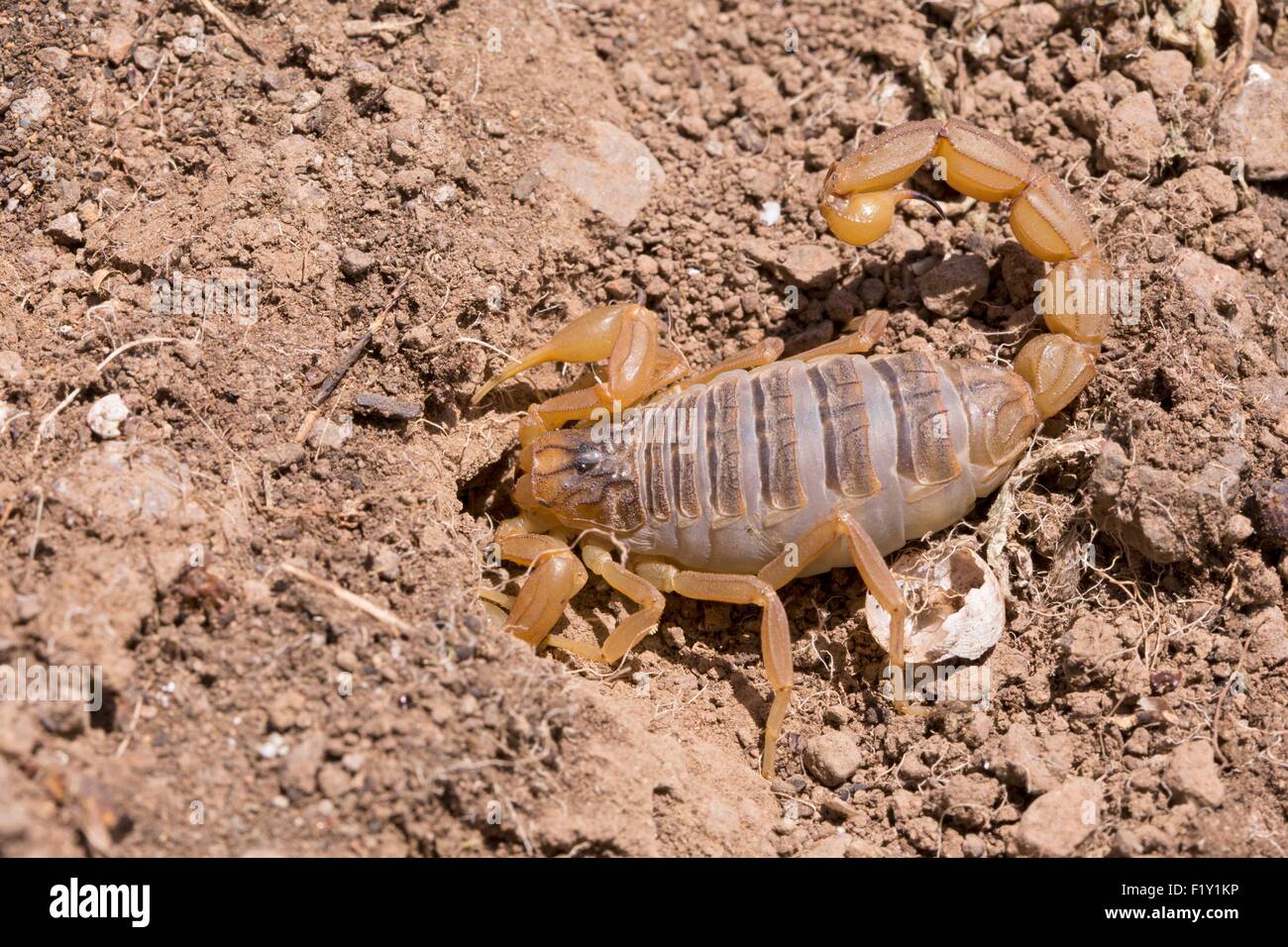 Morocco, Nador Lagoon, Gourougou, Scorpio Stock Photo - Alamy