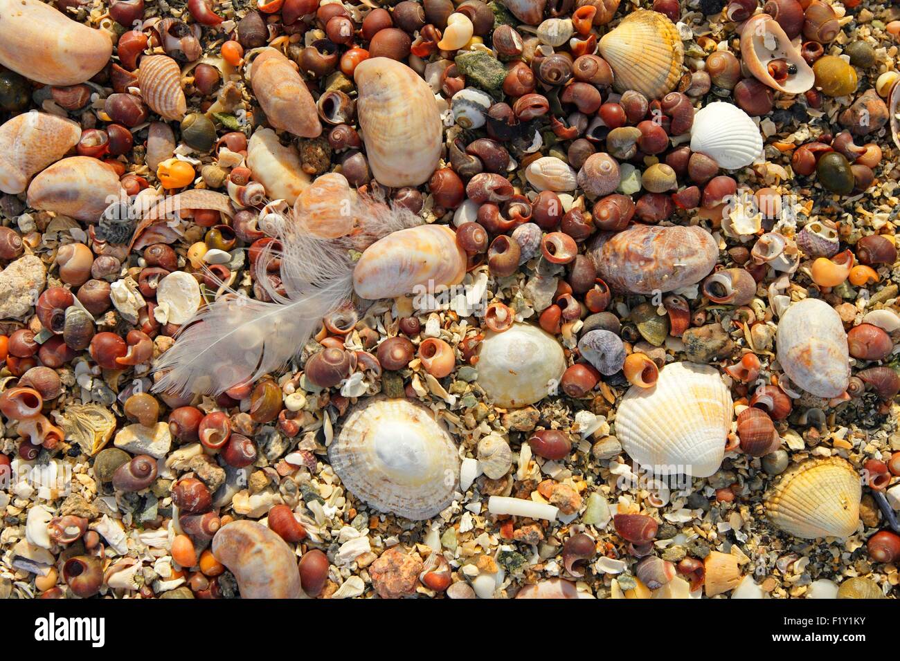 France, Manche, Island tatihou, shells Stock Photo - Alamy