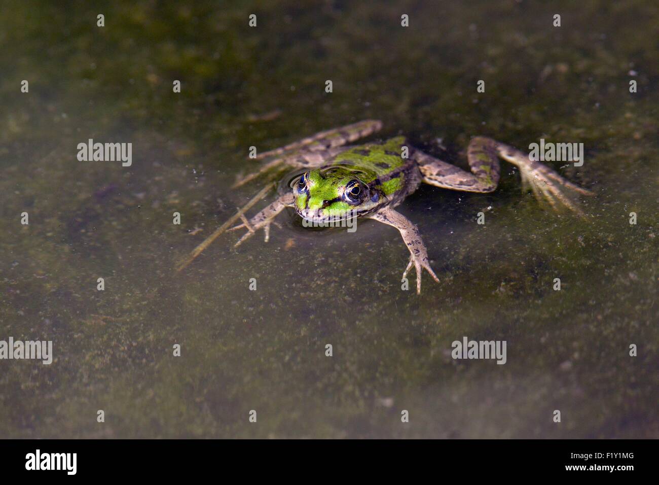 France, Vendee, La Barre de Monts, forest, Marsh frog (Pelophylax ...