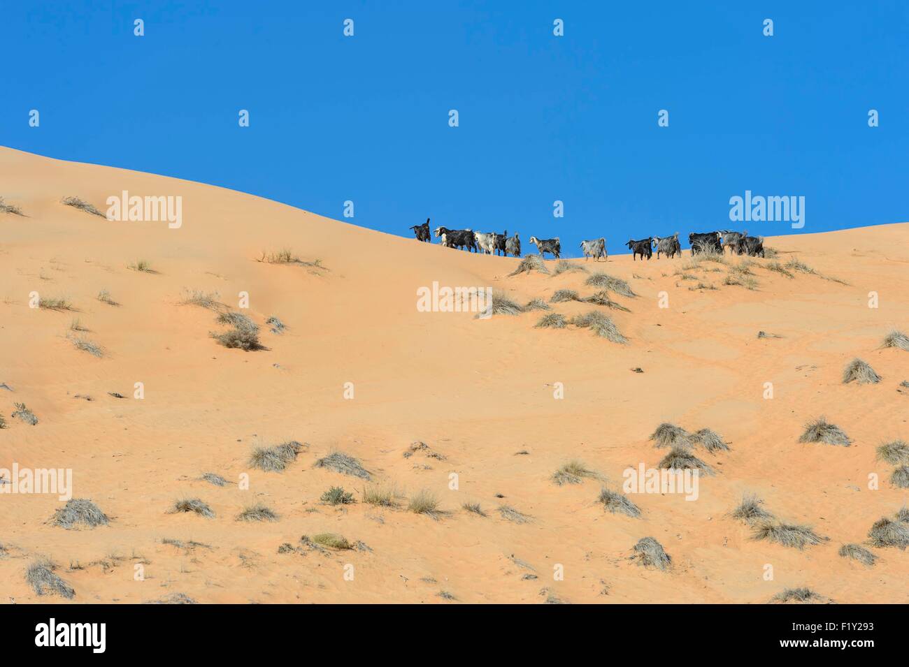 Sultanate of Oman, gouvernorate of Ash Sharqiyah, goats herd in the ...