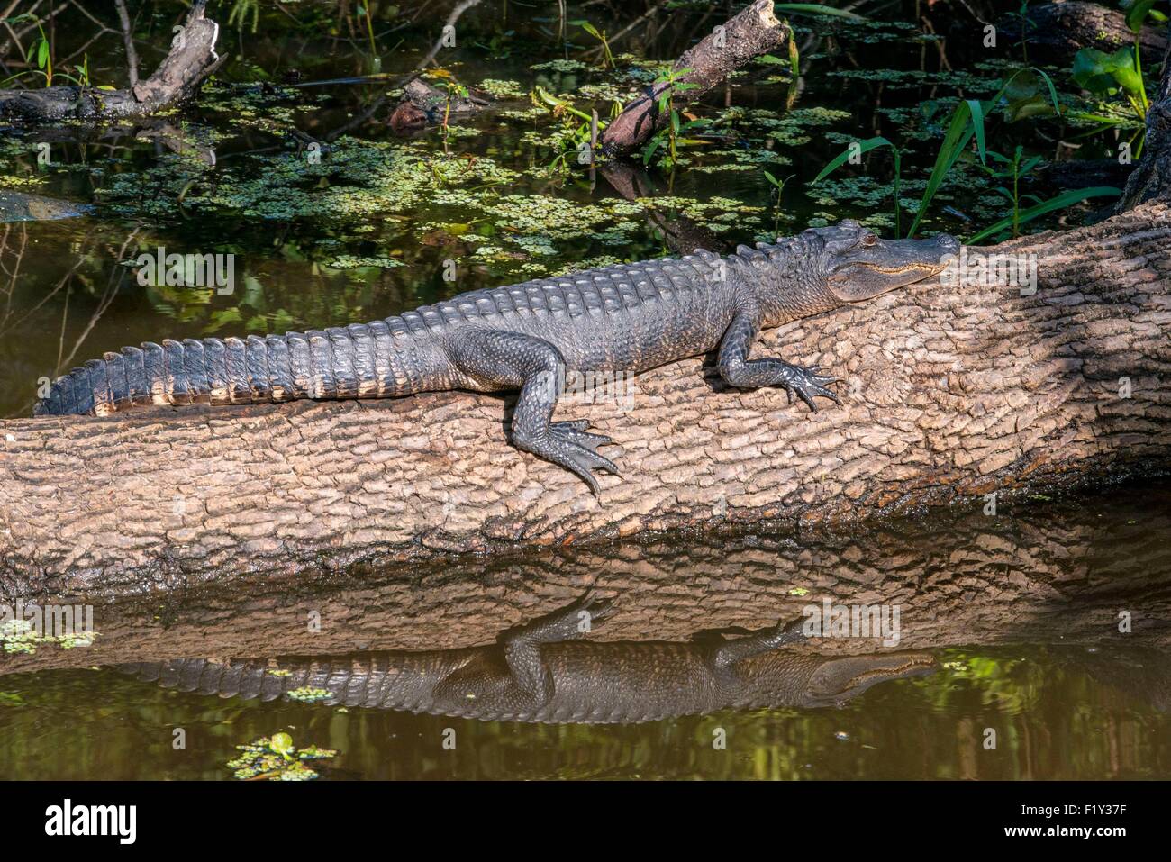 Louisiana wildlife hi-res stock photography and images - Alamy