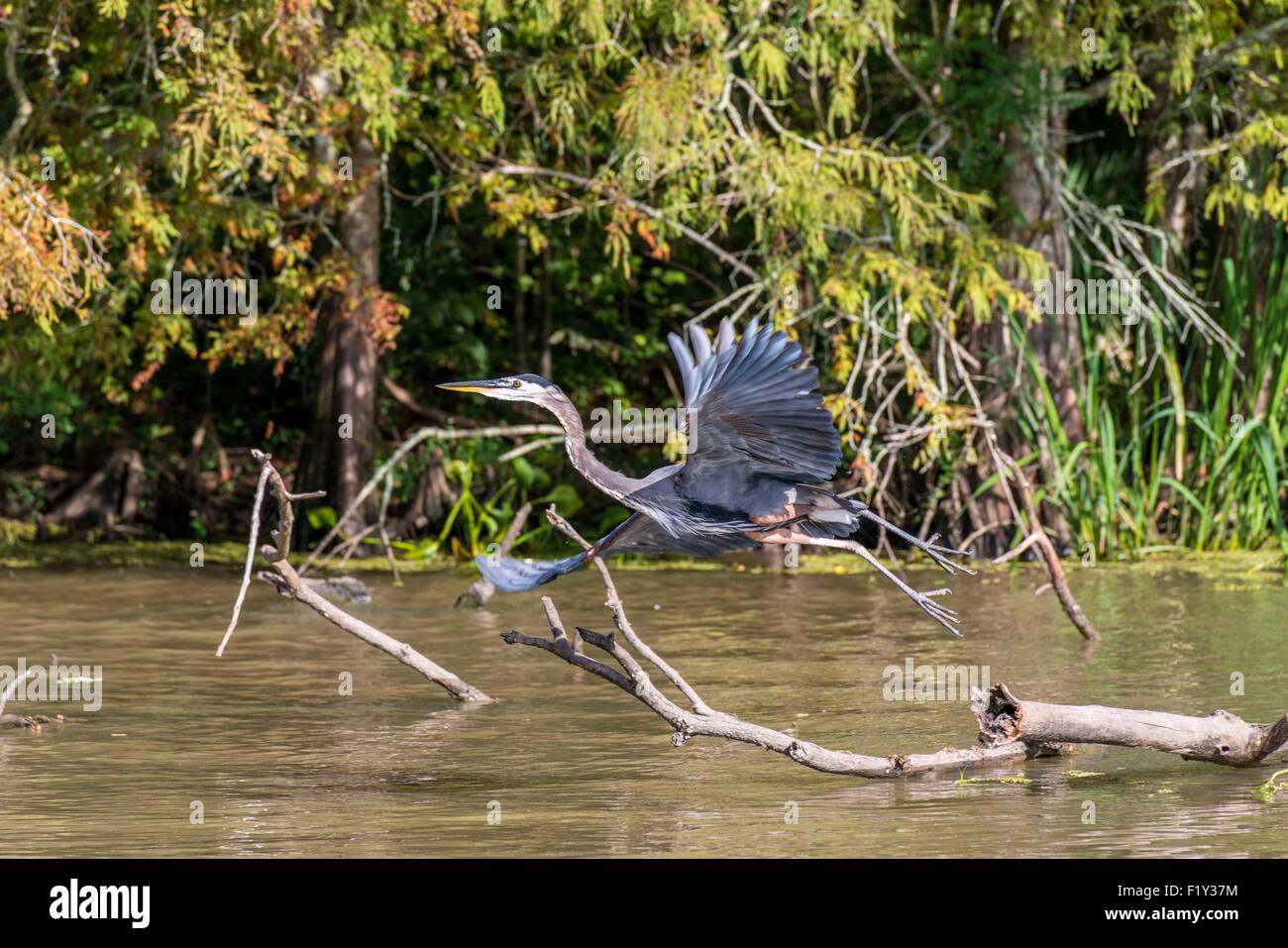 United States, Louisiana, great blue heron (Ardea herodias) in Lake ...