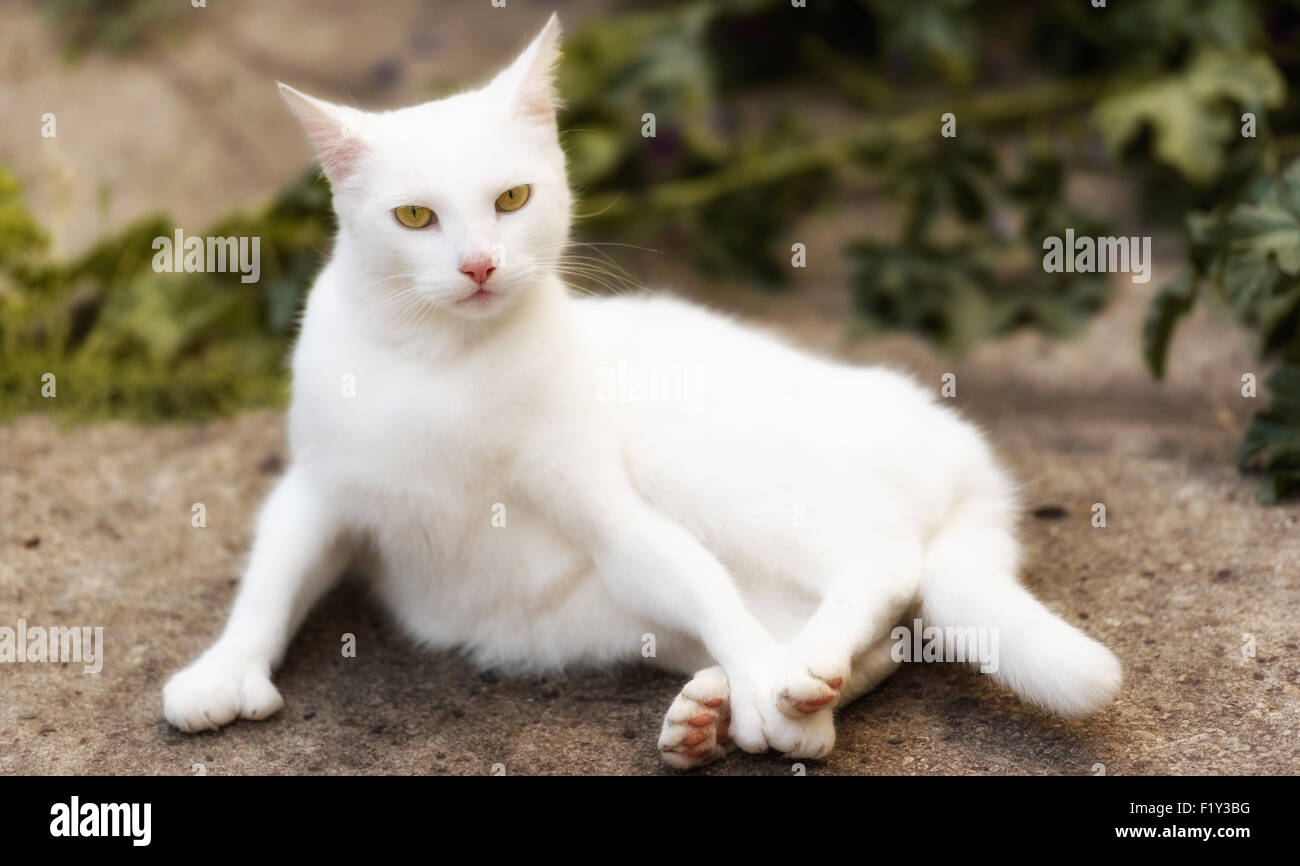 American Polydactyl Black And White