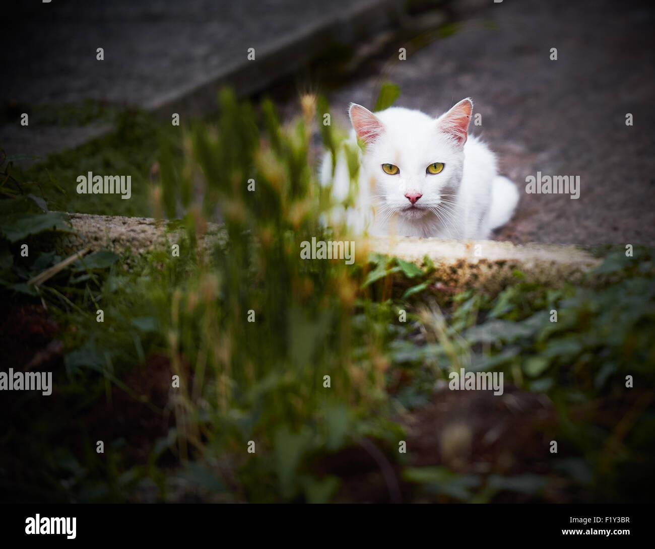 White cat ready to pounce Stock Photo - Alamy