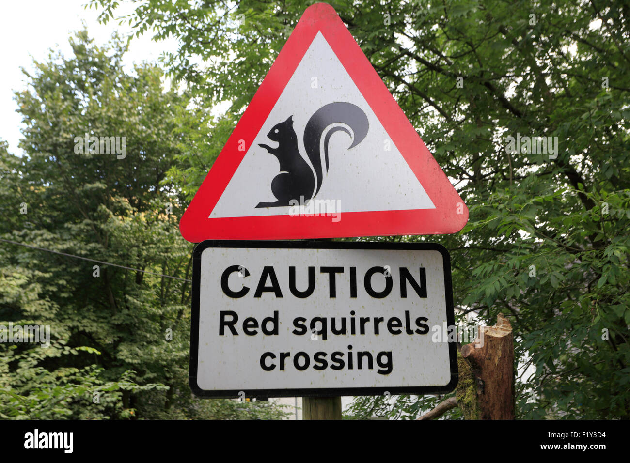 Red Squirrel warning road sign, Patterdale, Lake District National Park ...