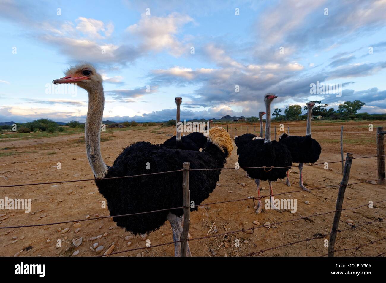 South Africa, Western Cape, Little Karoo, Ostrich farm near Oudtshoorn ...