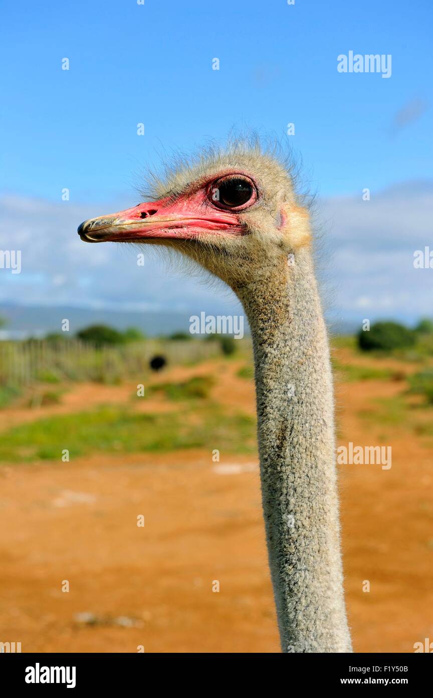 Little karoo ostrich hi-res stock photography and images - Alamy