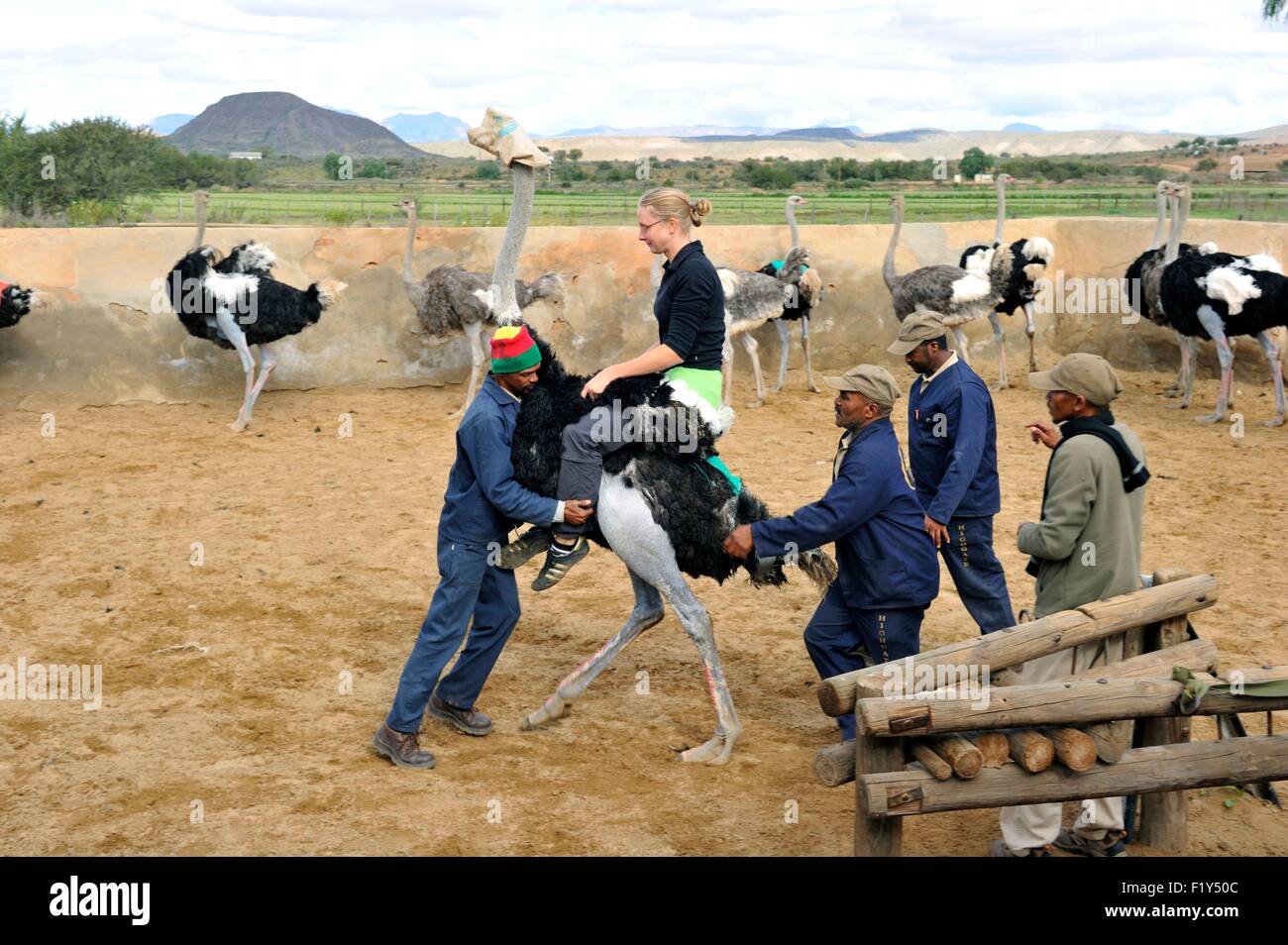 South Africa, Western Cape, Little Karoo, Highgate Ostrich farm near ...
