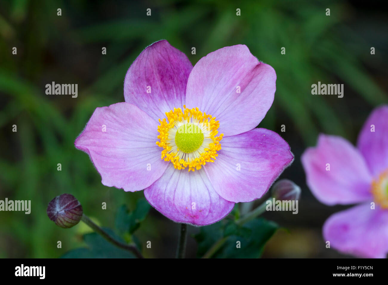 Single flower of the dwarf Japanese anemone, Anemone hupehensis ...