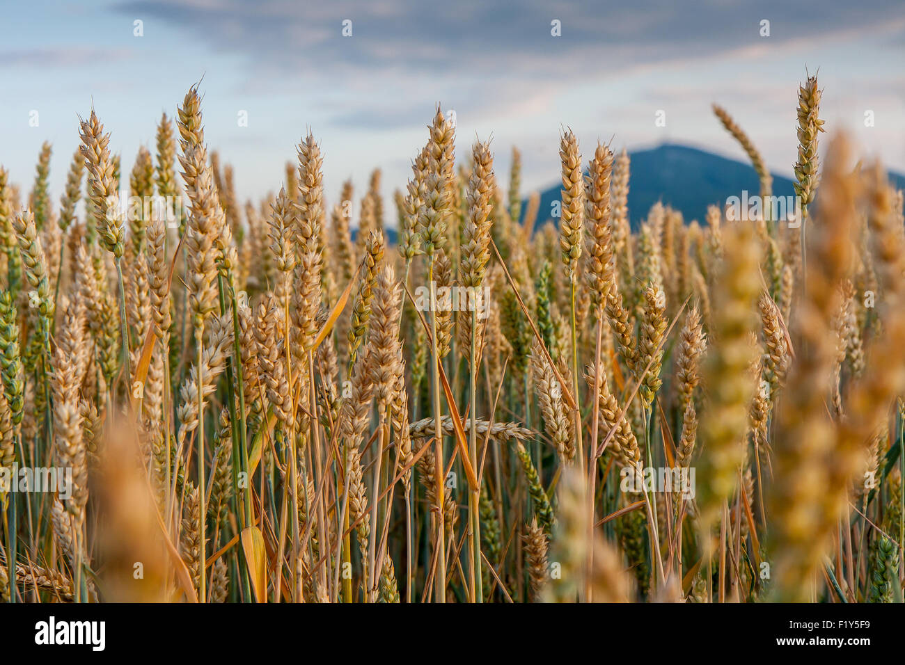 Golden field of ripening wheat on a warm and sunny day Stock Photo - Alamy