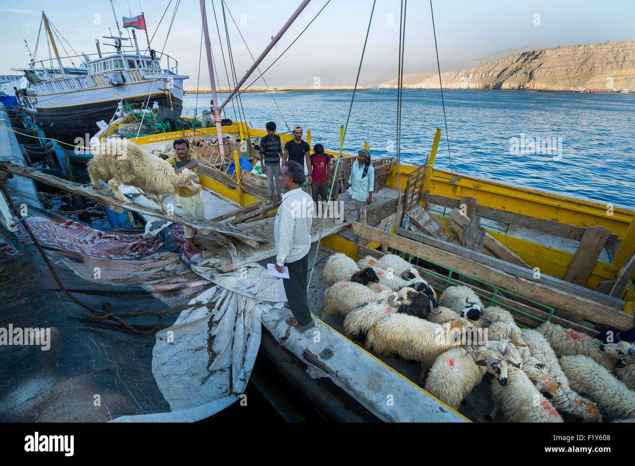 Oman, Ormuz Strait, Khasab, Musandam, the port, embarking sheep towards ...