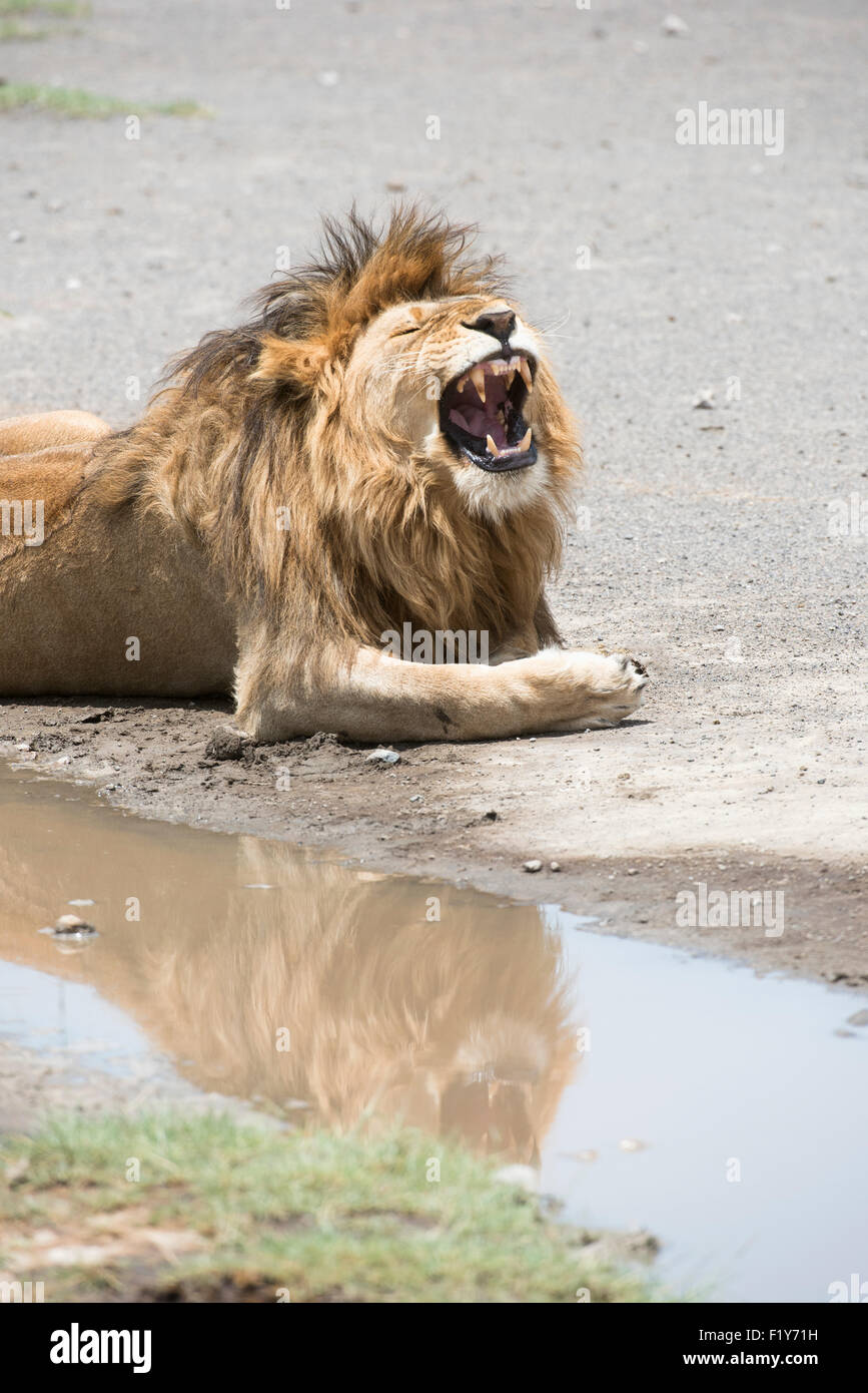 Lion roaring side view hi-res stock photography and images - Alamy