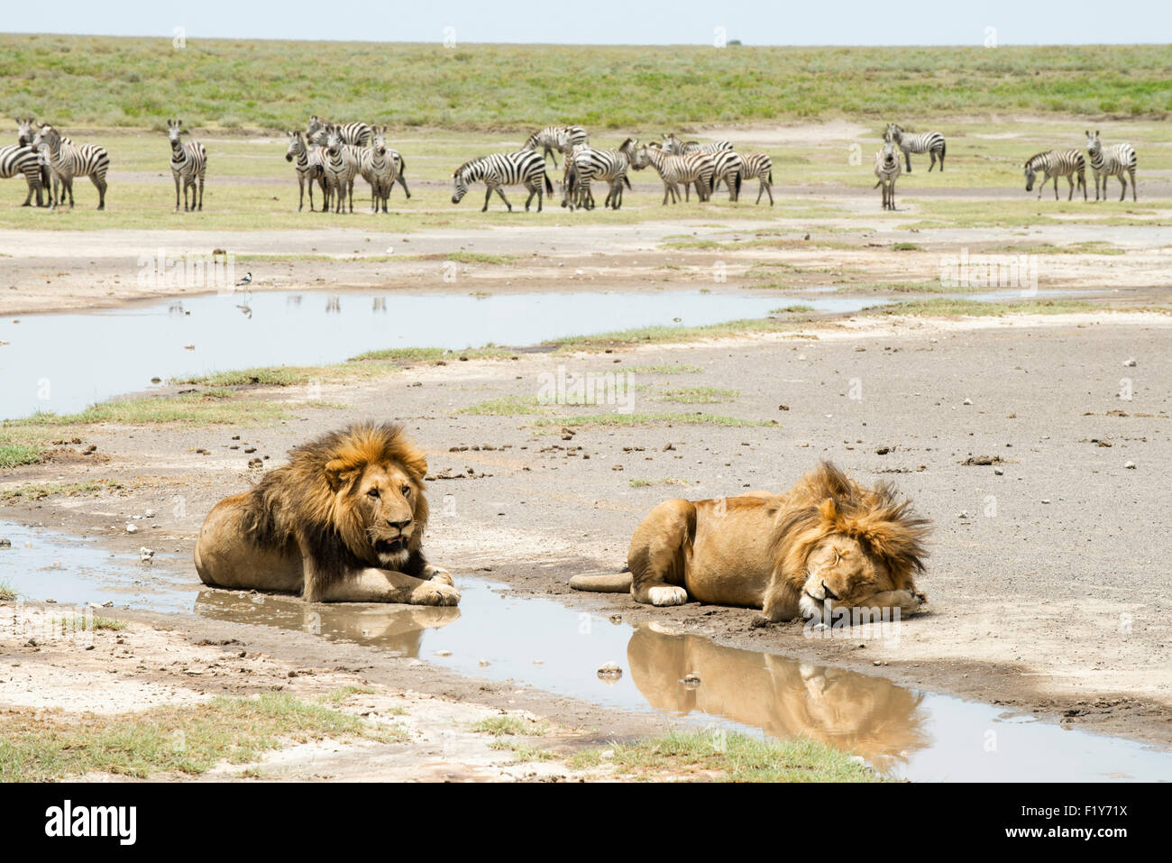 Lion watching zebra hi-res stock photography and images - Alamy