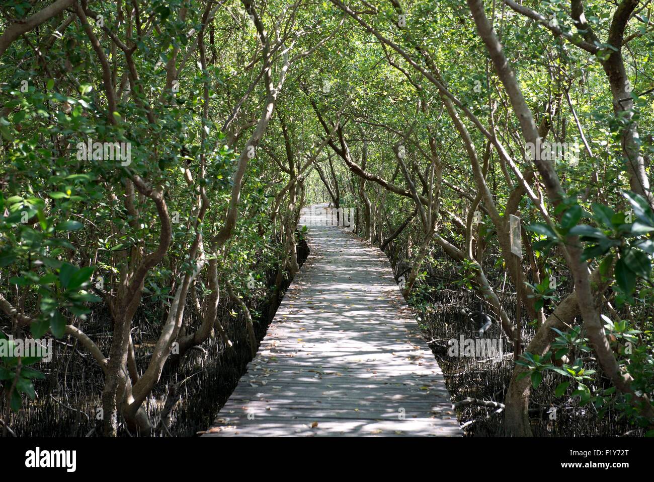Thailand, Petchaburi, mangrove trail path Stock Photo - Alamy